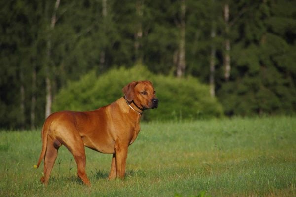 20 Of The Strongest Dog Breeds In The World