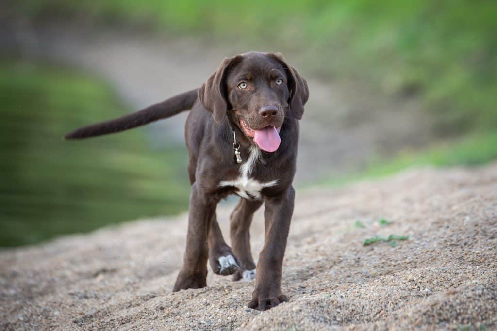 27 Favorite Medium Dog Breeds from A-Z | The Dog People by Rover.com