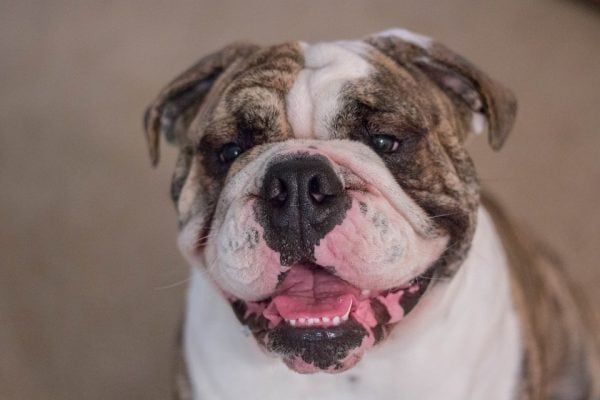 20 Of The Strongest Dog Breeds In The World