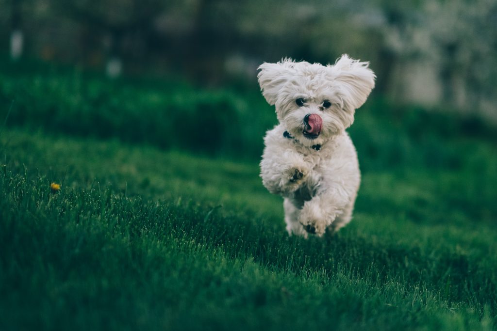 12 Absolutely Adorable Dog Breeds with Curly Hair | The Rover Blog