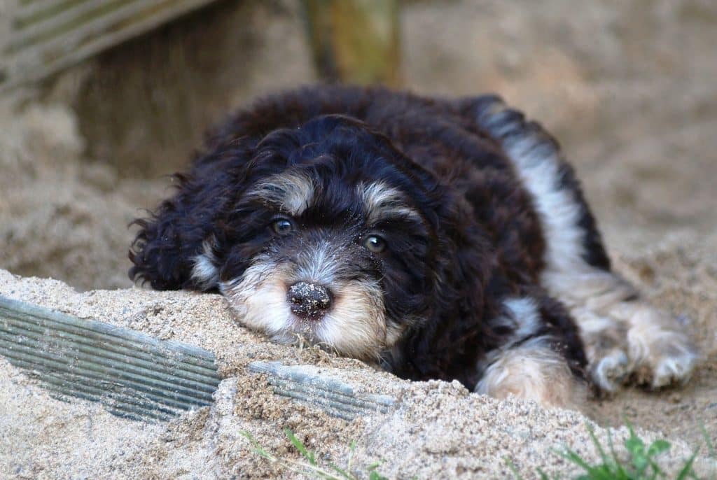 12 Absolutely Adorable Dog Breeds with Curly Hair | The Dog People by ...