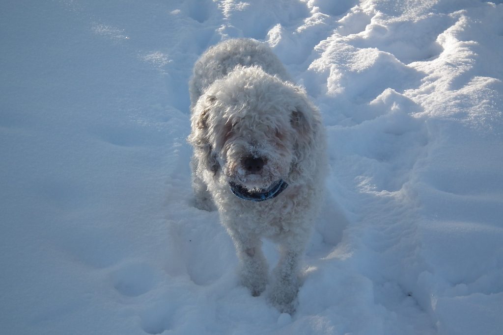 12 Absolutely Adorable Dog Breeds with Curly Hair | The Rover Blog