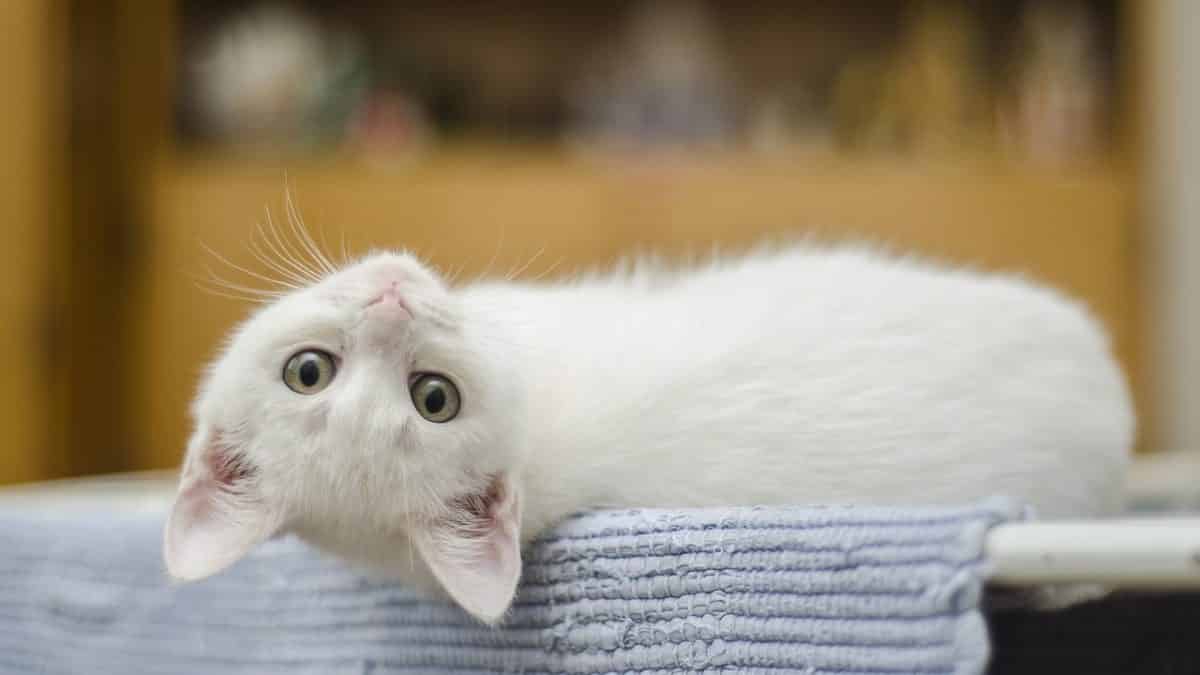 The Most Popular Cat Names that Start with 'B'