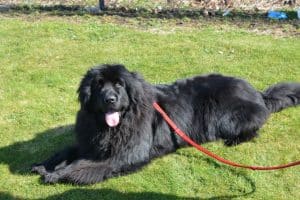 12 Newfoundland Dog Facts That Newfie Lovers Know by Heart | The Rover Blog