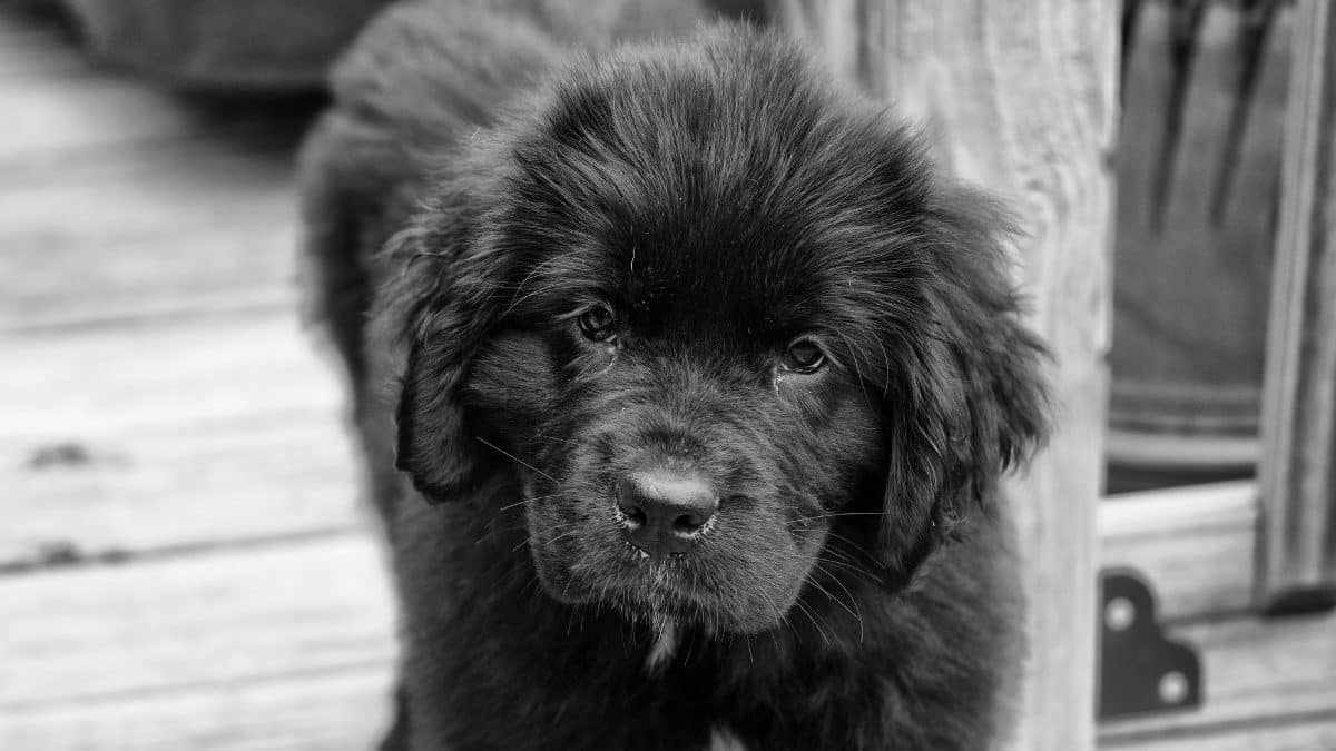 12 Newfoundland Dog Facts That Newfie Lovers Know by Heart | The Dog ...