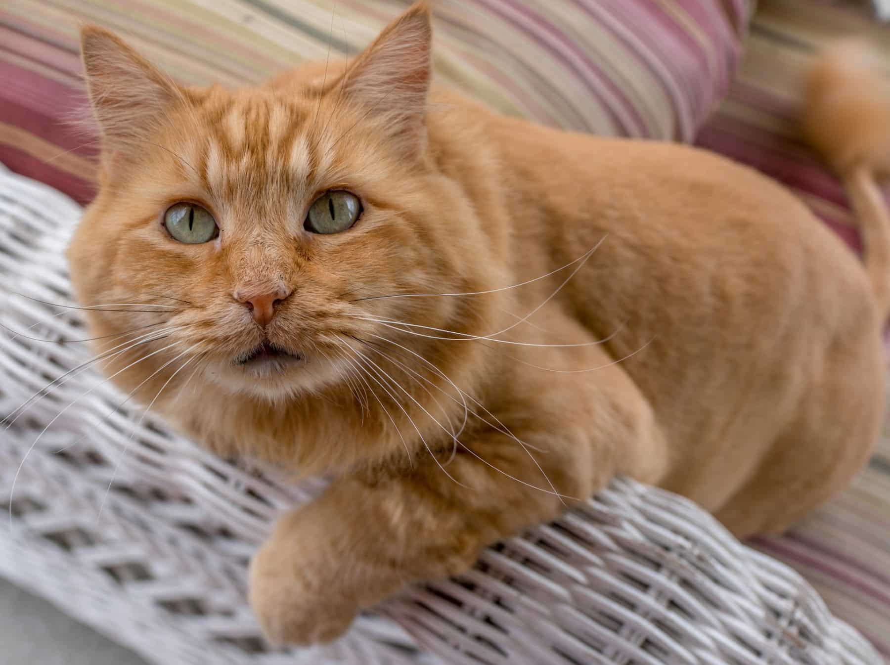Orange Cat Names: 100 Best Ginger Cat Names