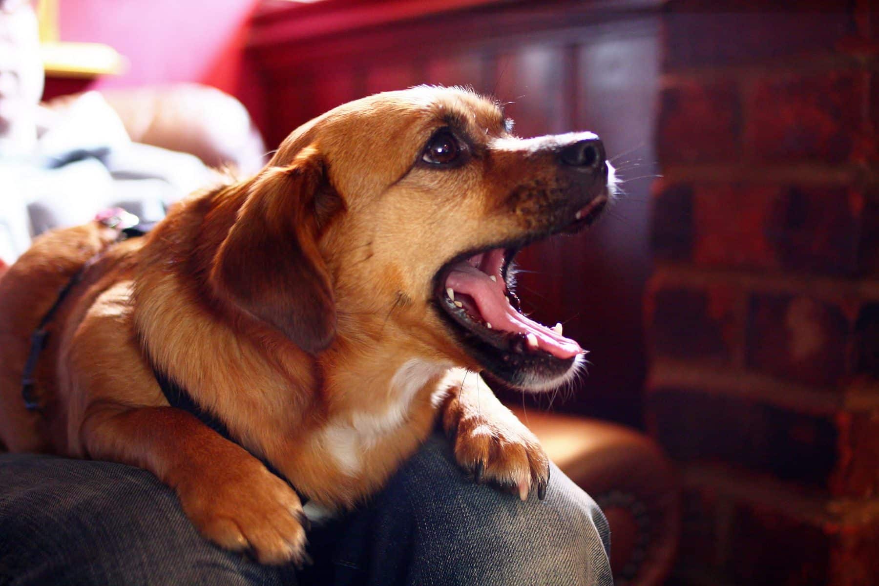 7 Signs Your Dog Might Be Annoyed With You