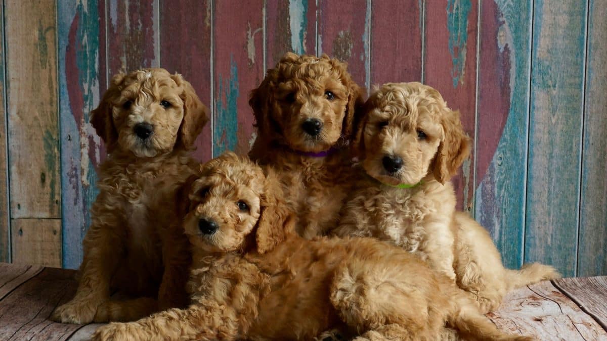 36 Best Dog Names that Start with "O" | The Dog People