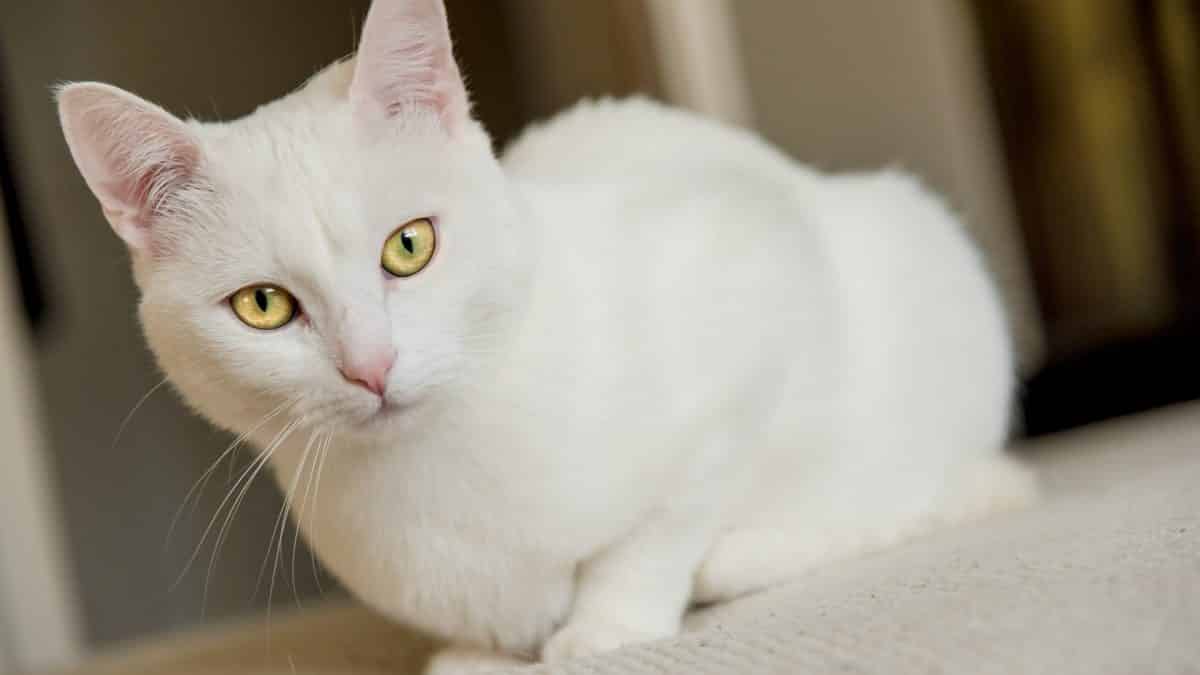 115 Best White Cat Names | The Rover Blog