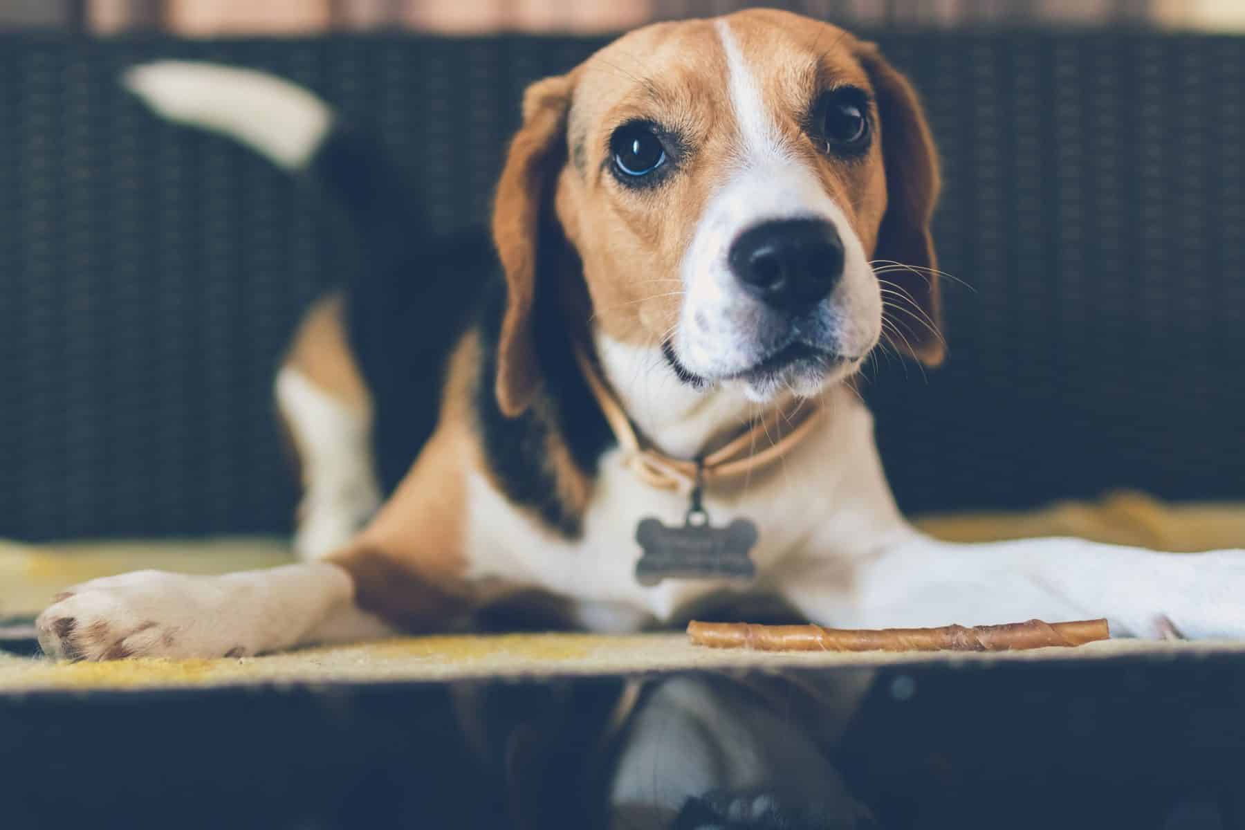 What Should I Put On My Dog s Tag The Dog People By Rover