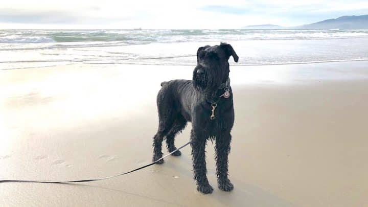 7 Things You Need to Know about Giant Schnauzers (from Someone Who ...