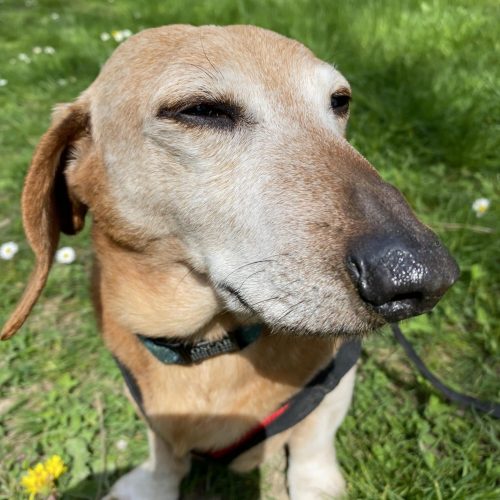 Allie Draper, Author at The Dog People by Rover.com | Page 2 of 2