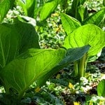 Poisonous Plants to Dogs and Cats: 150+ Plants Dangerous to Your Pet