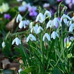 Poisonous Plants to Dogs and Cats: 150+ Plants Dangerous to Your Pet