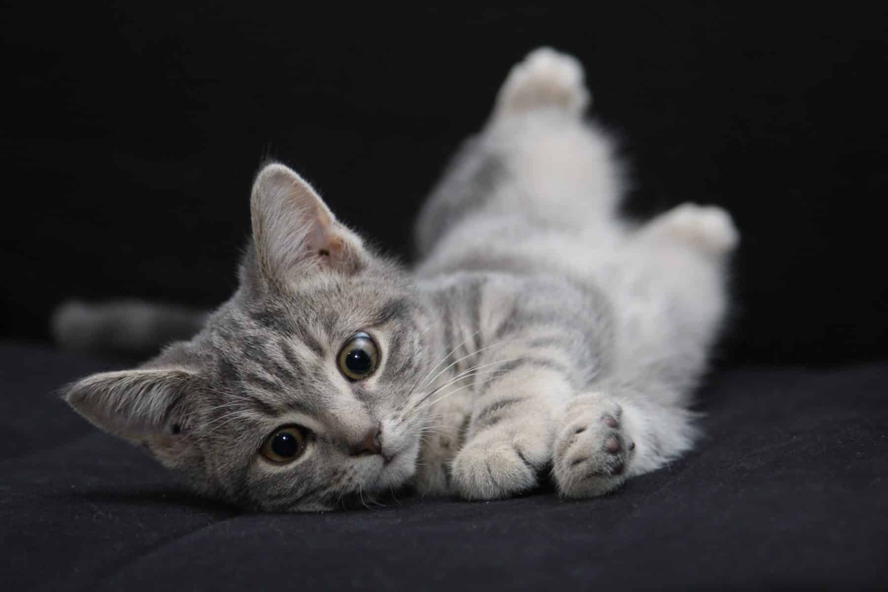 The 34 Most Popular Grey Cat Names
