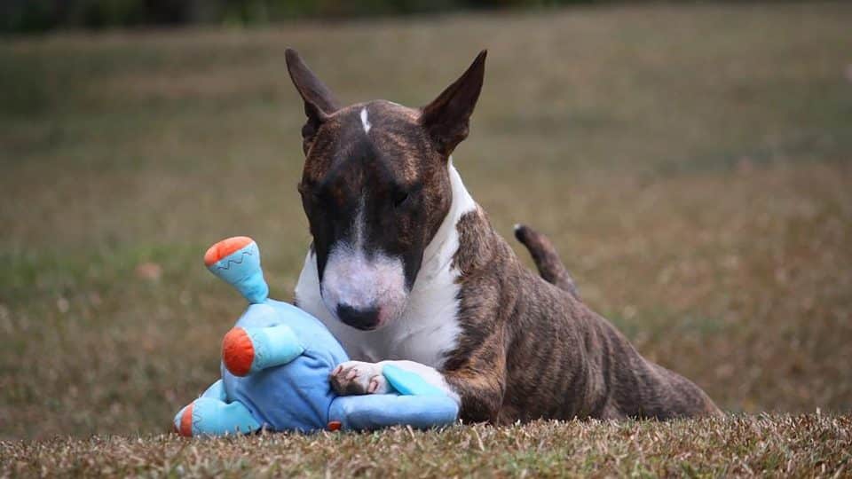 5 Best Dog Toys that Crinkle for 2019 | The Dog People by Rover.com