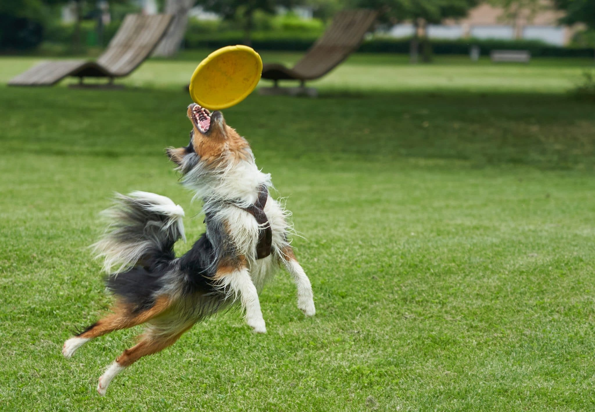 Puppy Games: 7 Activities for Enrichment and Bonding with Your Furry Pal