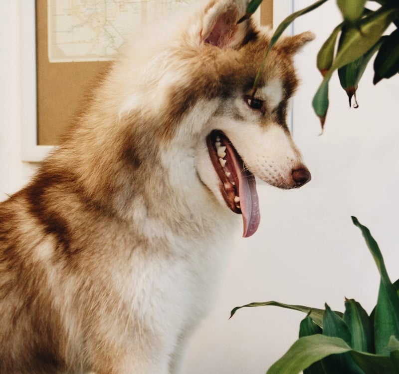 Poisonous Plants to Dogs | The Dog People by Rover.com
