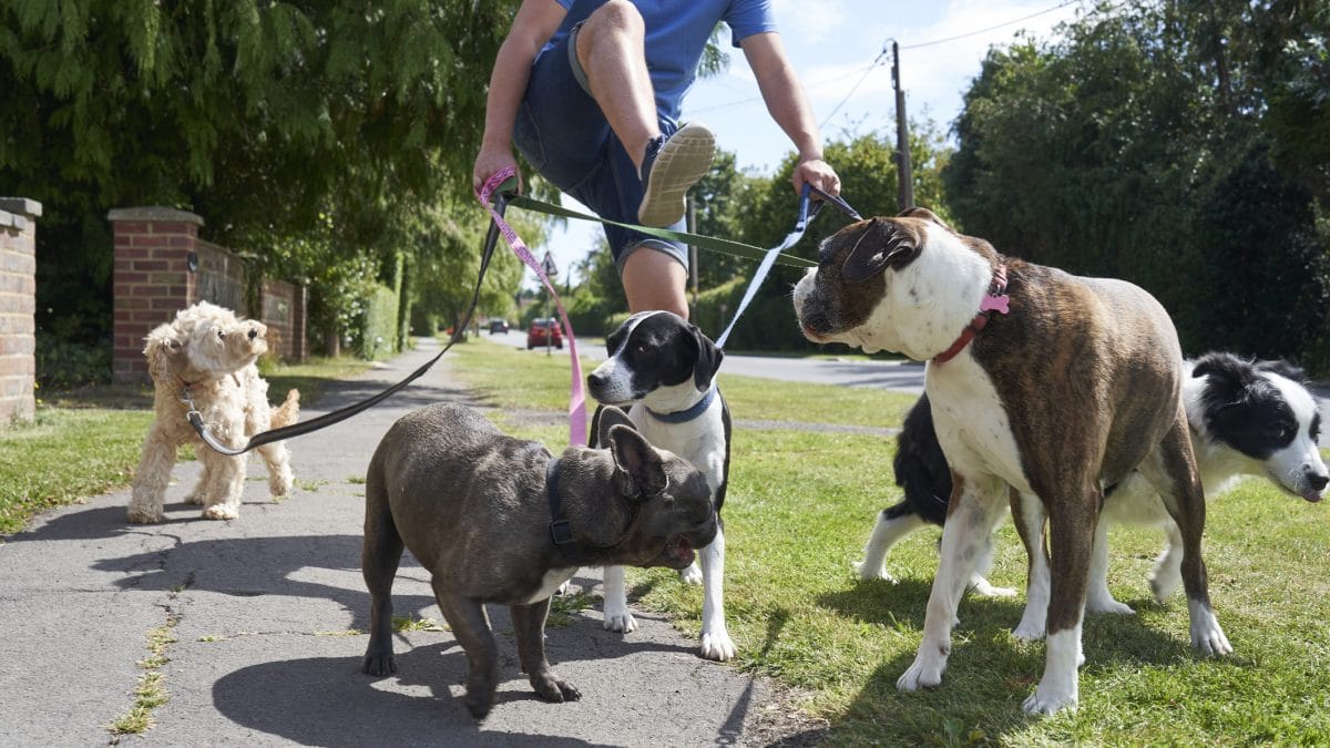 The 5 Best Three-Dog Leashes for Triple-Dog Walks