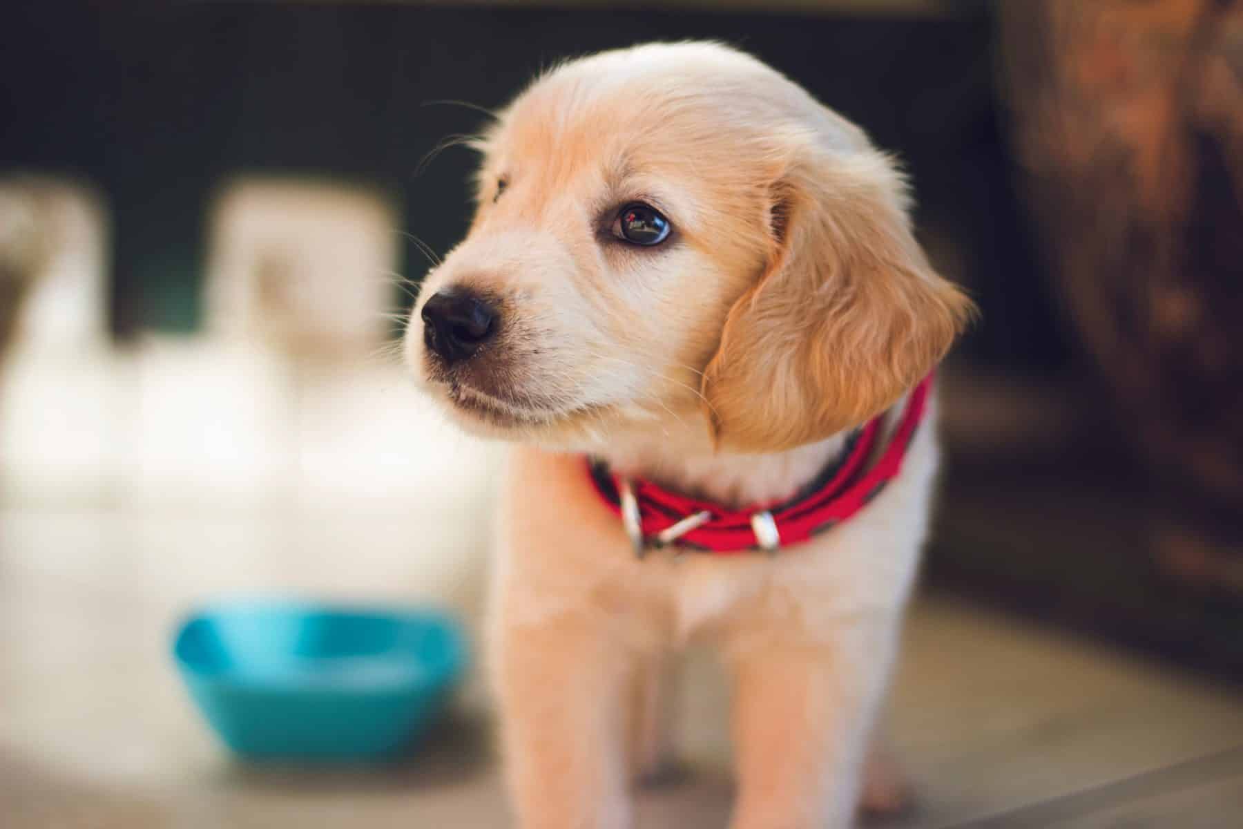 Dog Name Generator Find The Perfect Name For Any Breed