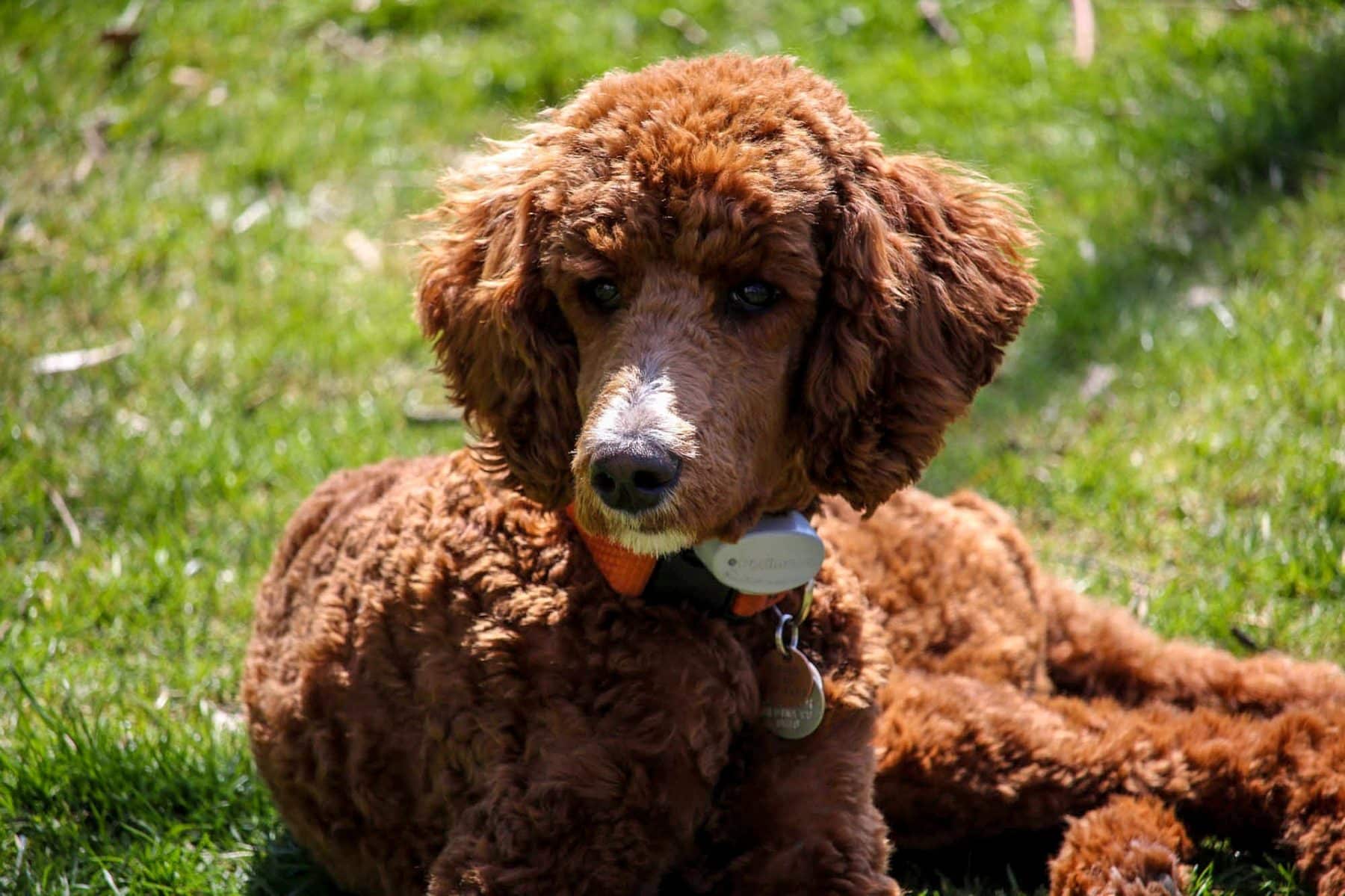 5 Top Poodle Haircut Styles The Dog People By Rover