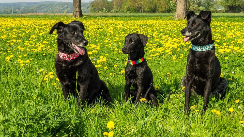 The Best Three-Dog Leashes for 2019 | The Dog People by Rover.com