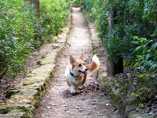 Senderismo con perros en Cataluña | The Dog People by Rover.com