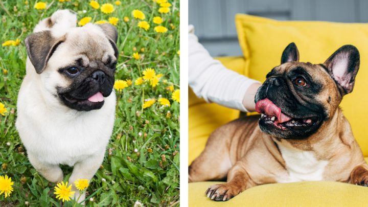 Pug vs French Bulldog—What’s The Difference?