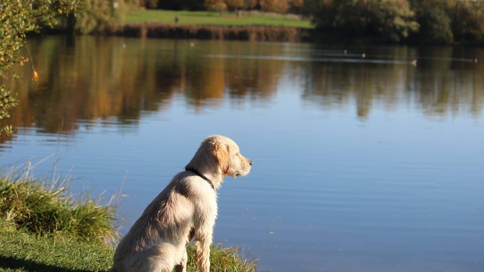 The Best Dog Calming Collars for 2019: Are they Right for Your Dog?