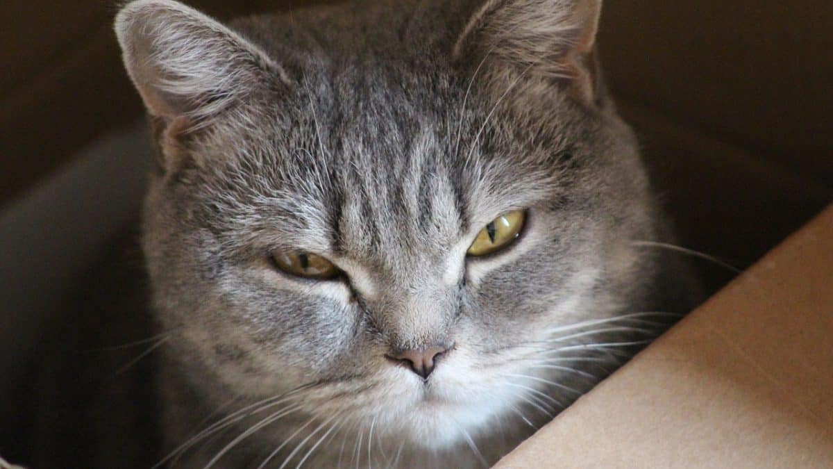 An Insider's Guide to Cat Behavior | The Dog People by Rover.com