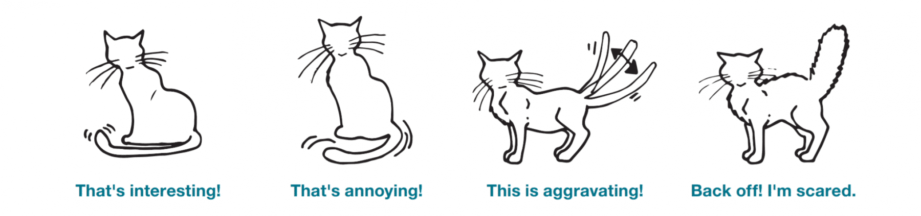 An Insider's Guide to Cat Behavior | The Rover Blog