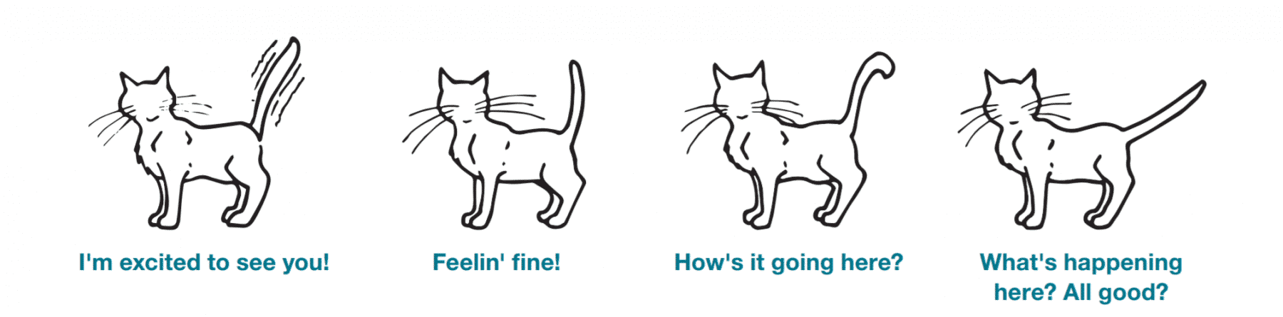 An Insider's Guide to Cat Behavior | The Rover Blog