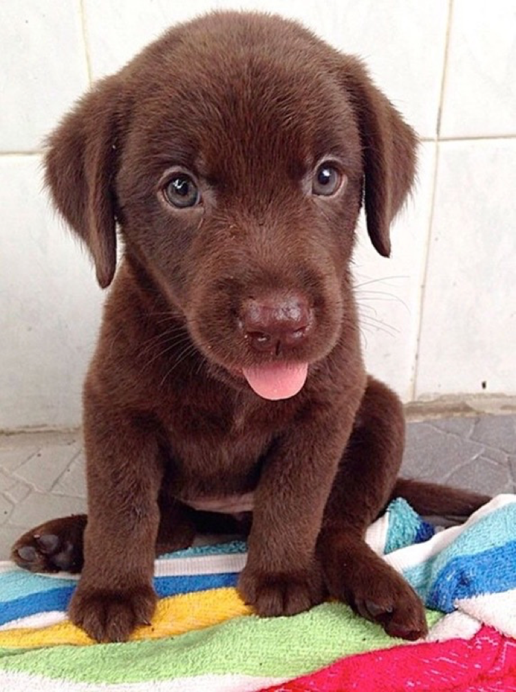 The 92 Best Brown Dog Names For 2019 The Dog People By Rover The 92 Best Brown Dog Names For 2019 The Dog People By Rover