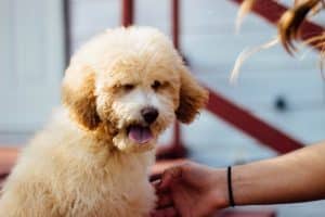 5 Ways Your Dog Asks For Help | The Dog People by Rover.com