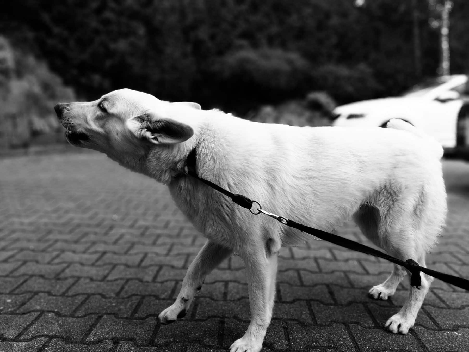 A Trainer's Complete Guide to Leash Reactive Dogs | The Dog People by ...