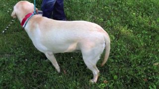 Limber Tail: Here’s What You Need to Know If Your Dog Has It