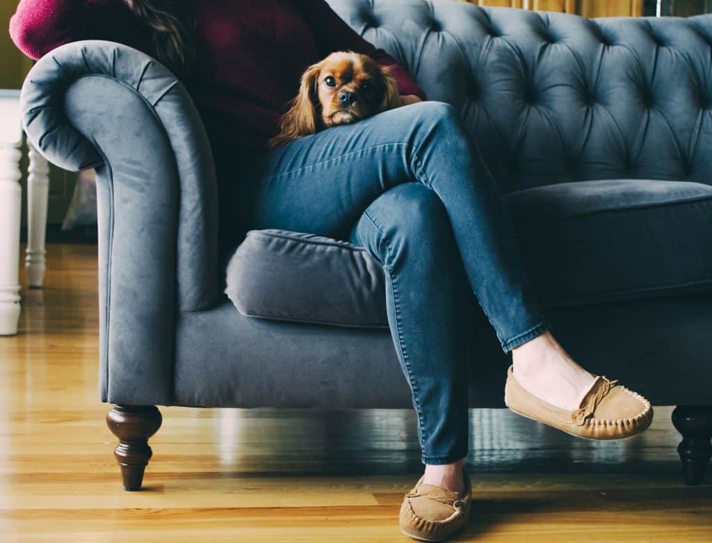 How Much Does Dog Boarding Cost In Home Boarding Vs Kennel More
