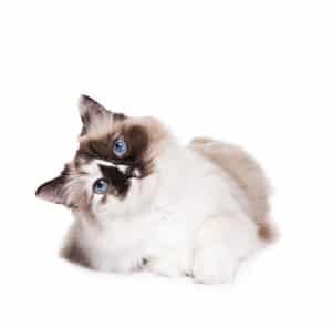 6 Ragdoll Cat Facts You Should Know | The Dog People by Rover.com