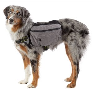 The 21 Best Dog Packs Your Pup Can Carry on Your Next Adventure