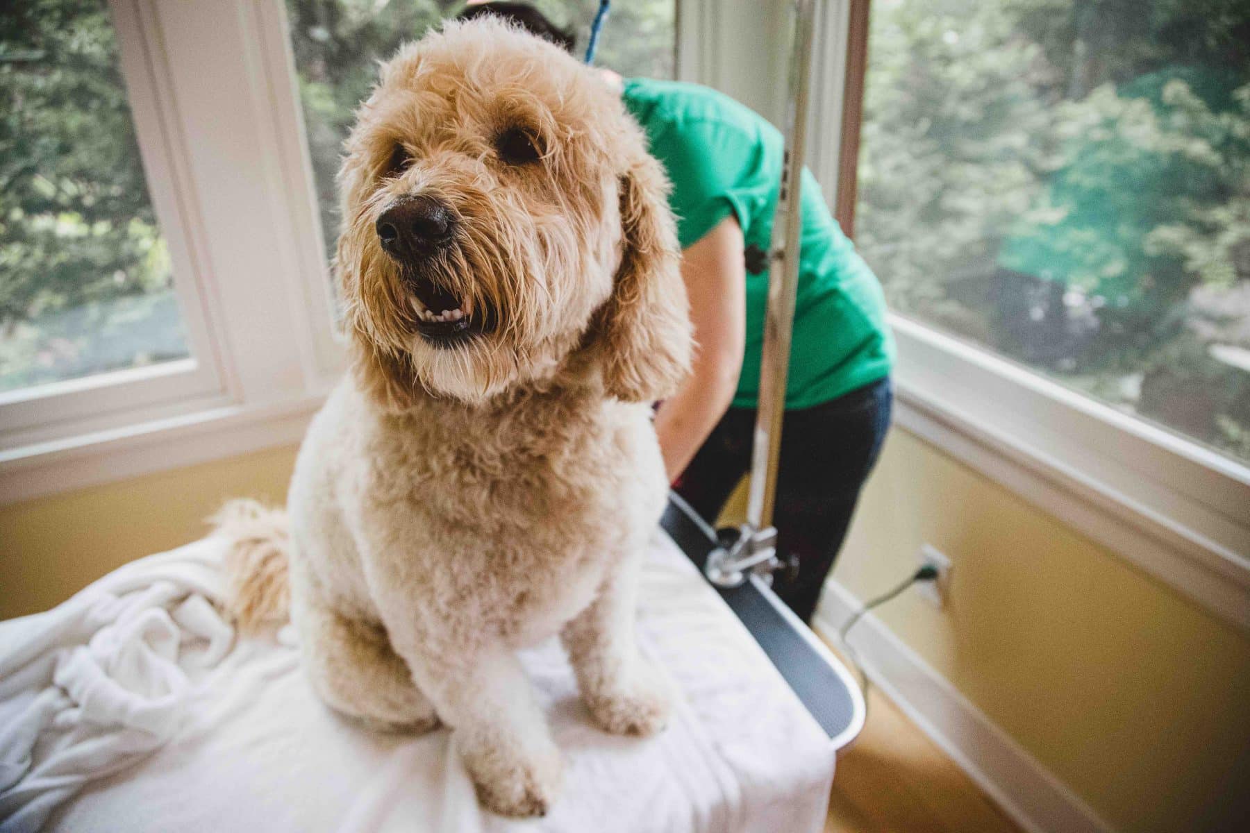 Keep Dogs Calm While Grooming: Tips and Methods from the Experts