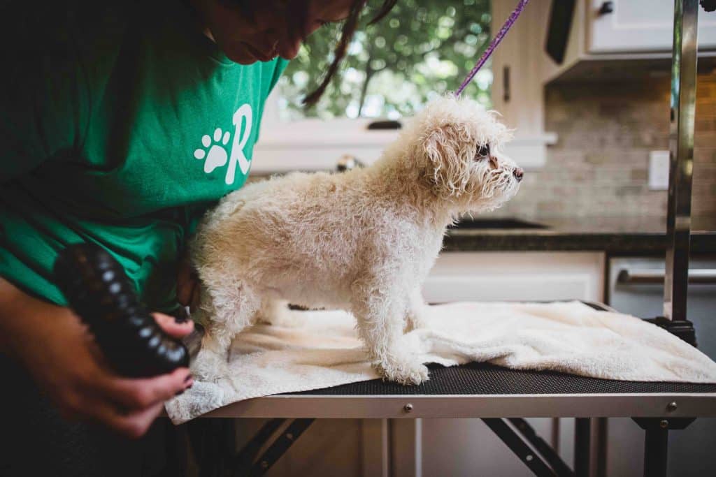 How Often Should I Groom My Dog? Advice for Every Coat Type