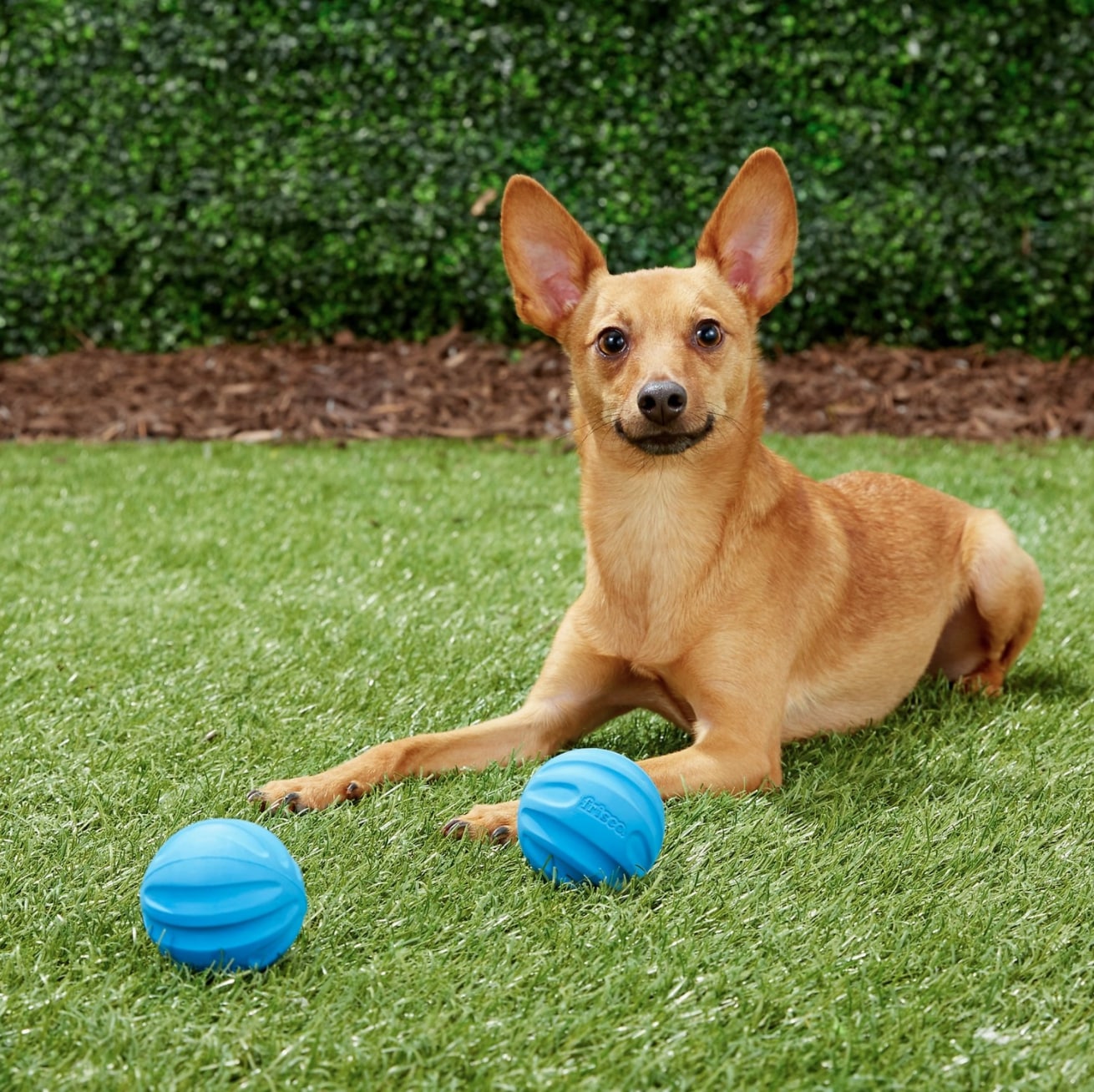 20 Fantastic Floating Toys for Your Water-Loving Dog - Dogs Experts
