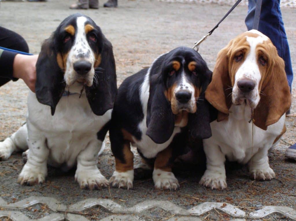 12 Hound Dog Breeds You Need to Meet | The Dog People by Rover.com