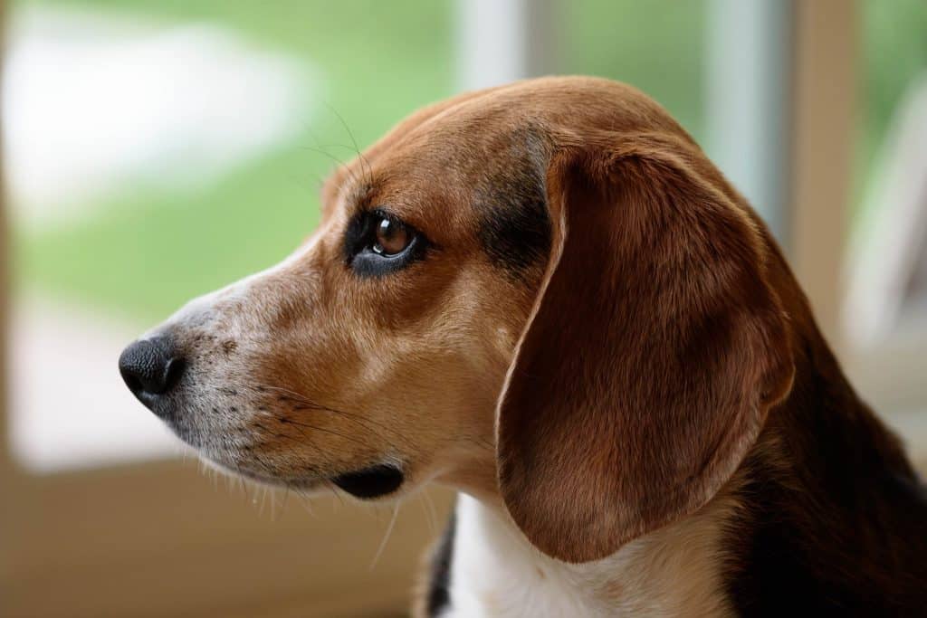 Perro Sabueso