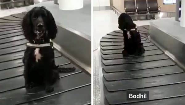 Bad Dog Poetry: 10 Bad Dog Poems To Make You Smile
