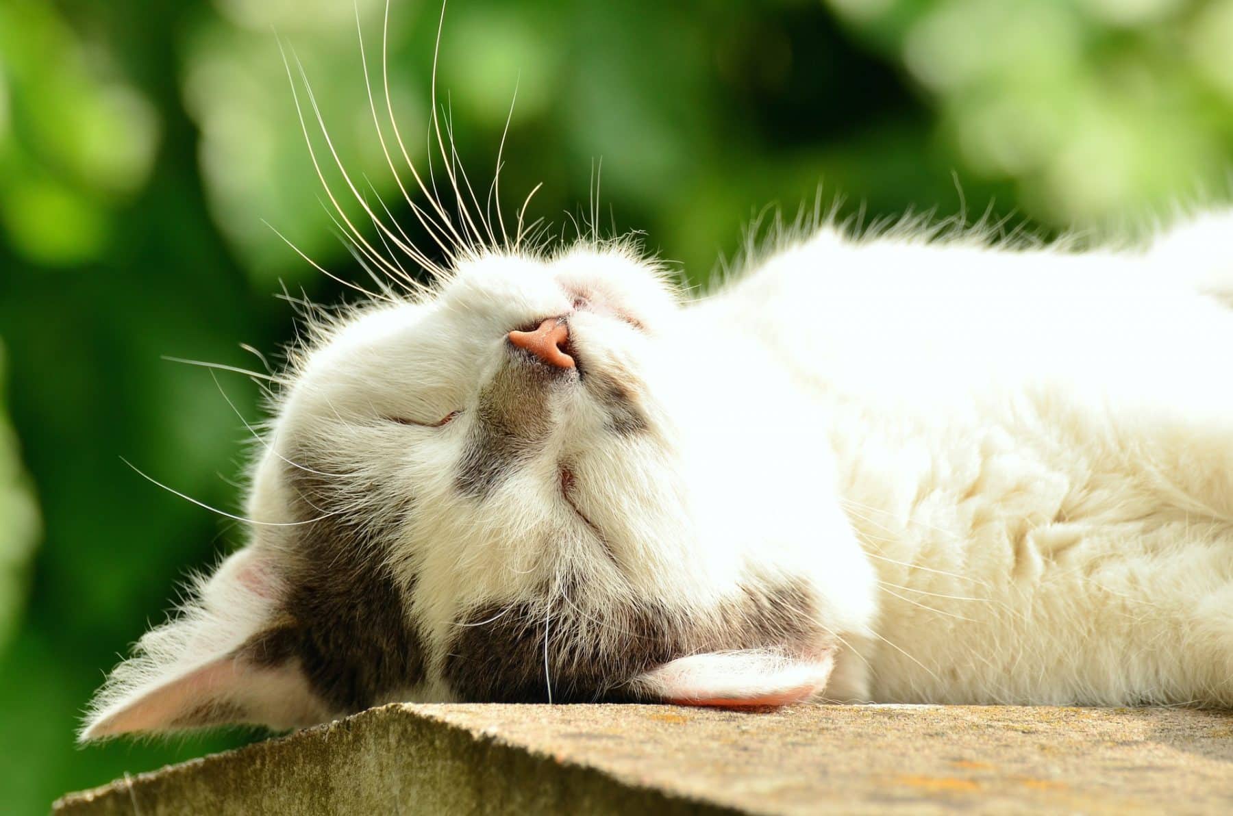 Do Cats Sweat?