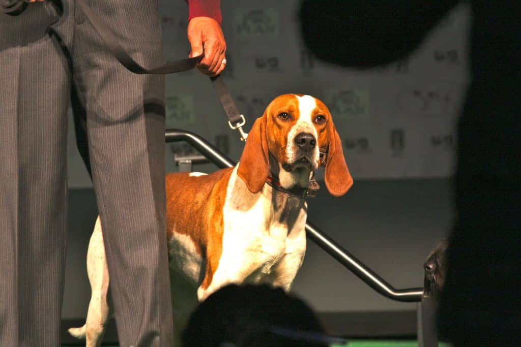 12 Hound Dog Breeds You Need to Meet | The Rover Blog