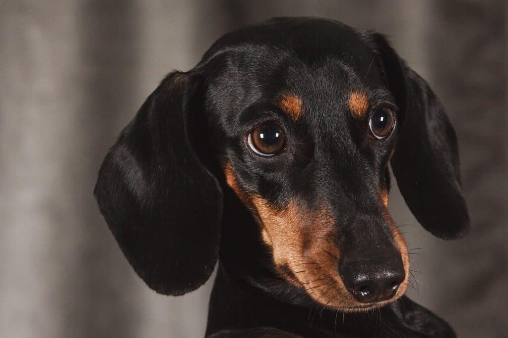 12 Hound Dog Breeds You Need to Meet | The Dog People by Rover.com