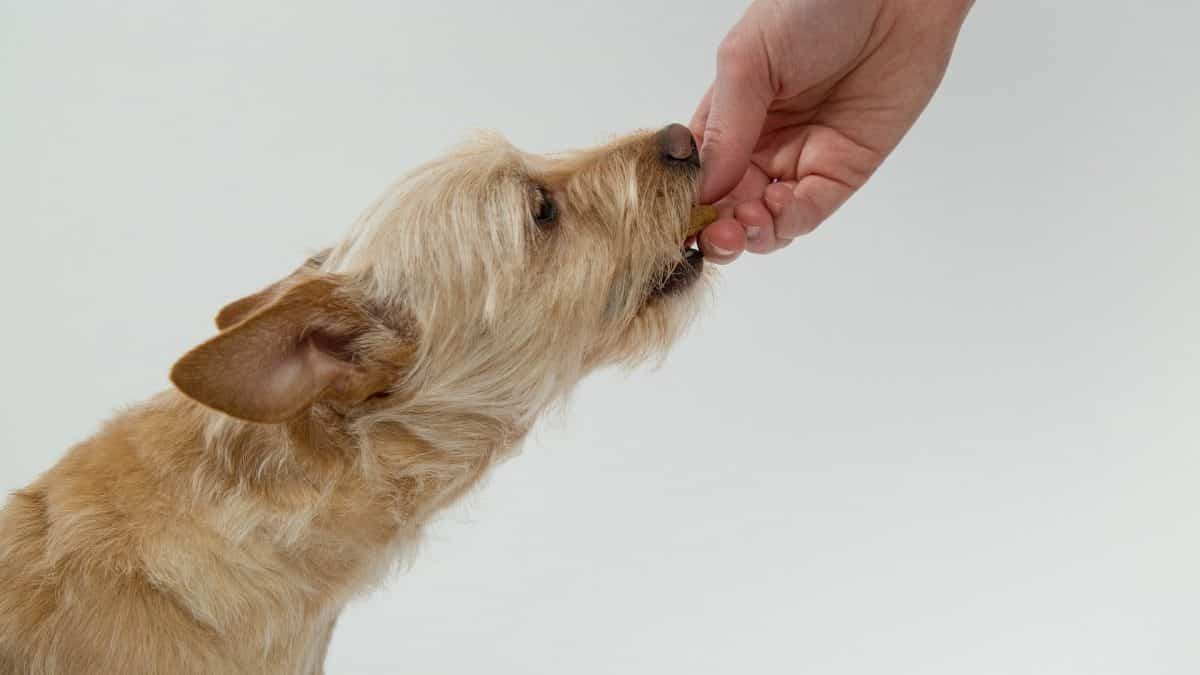 Protector de estómago para perros: una guía sobre cómo funcionan | El ...