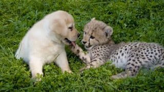 Zoos Are Pairing Cheetahs with Emotional Support Puppies and the ...